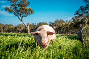 Linley Valley PORK - Australian Pork Limited - Asia